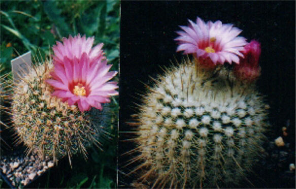 Notocactus gutierrezii Abraham 1988